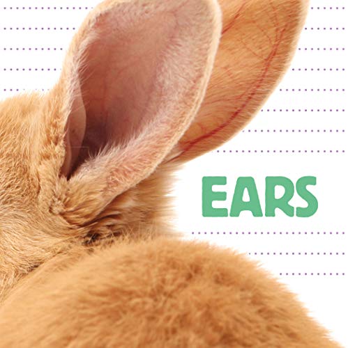 Ears (Whose Is It?)｜mi:te[ミーテ]