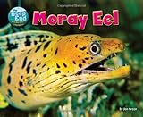 Moray Eel (Science Slam: The Deep End-Animal Life Underwater)｜mi:te[ミーテ]